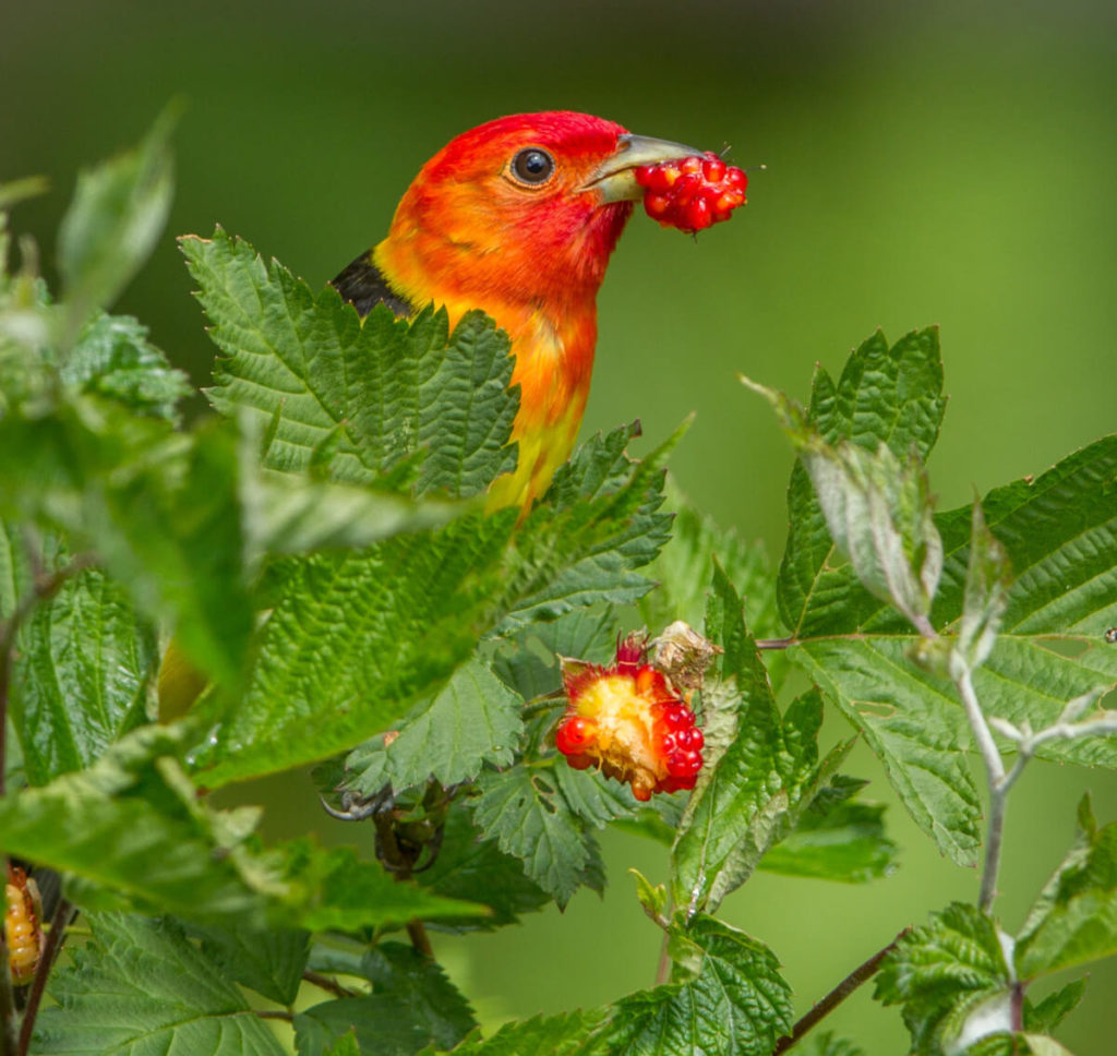 Gardening with Native Plants on Bowen Island - The Bowen Book