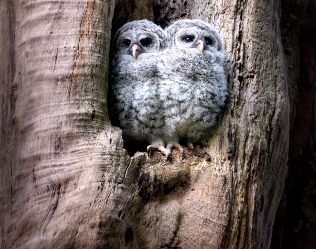 Bowen Birds - The Bowen Book